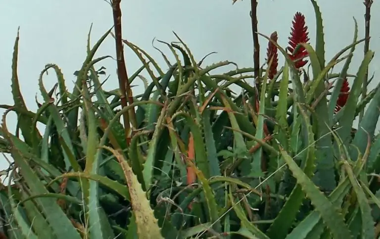 Why Does Aloe Vera Plant Turning Pink And How To Fix It? – Garden ...