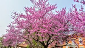 Eastern Redbud Tree: How To Fertilize a Eastern Redbud Tree? – Garden ...